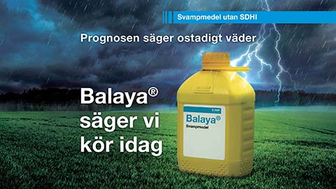 Balaya® - en ny effektiv bredspektrumfungicid utan SDHI