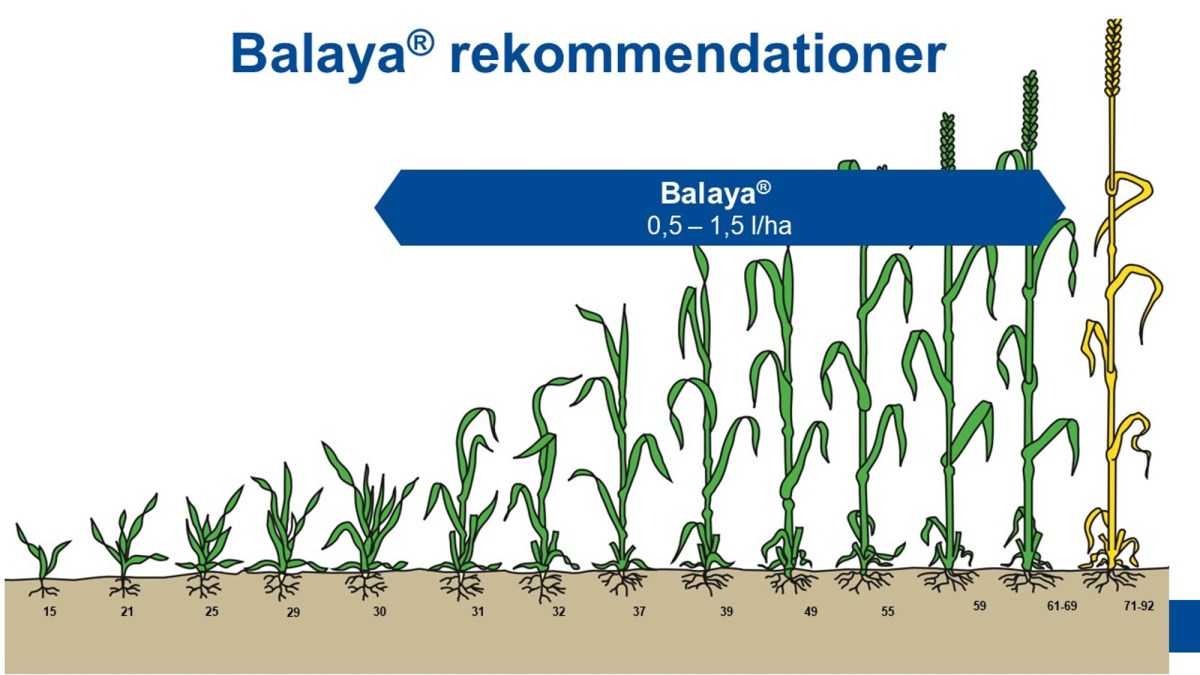 Balaya® - en ny effektiv bredspektrumfungicid utan SDHI