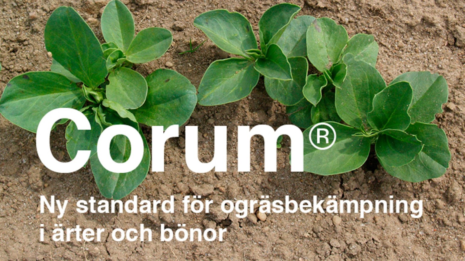 Ny standard för ogräsbekämpning i ärter och bönor - Corum®