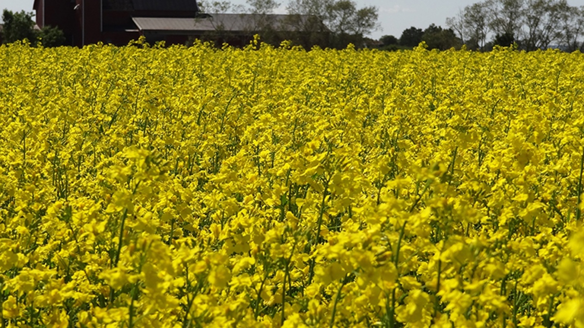 Raps - BASF Agricultural Solutions Sverige