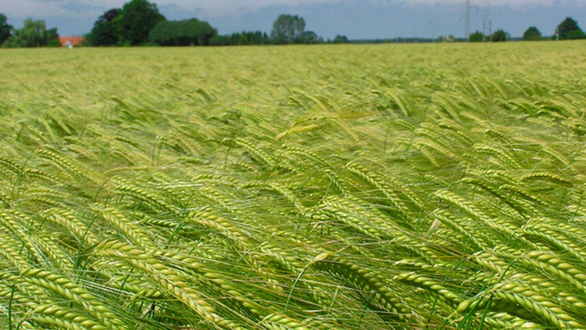 Priaxor - BASF Agricultural Solutions Sverige