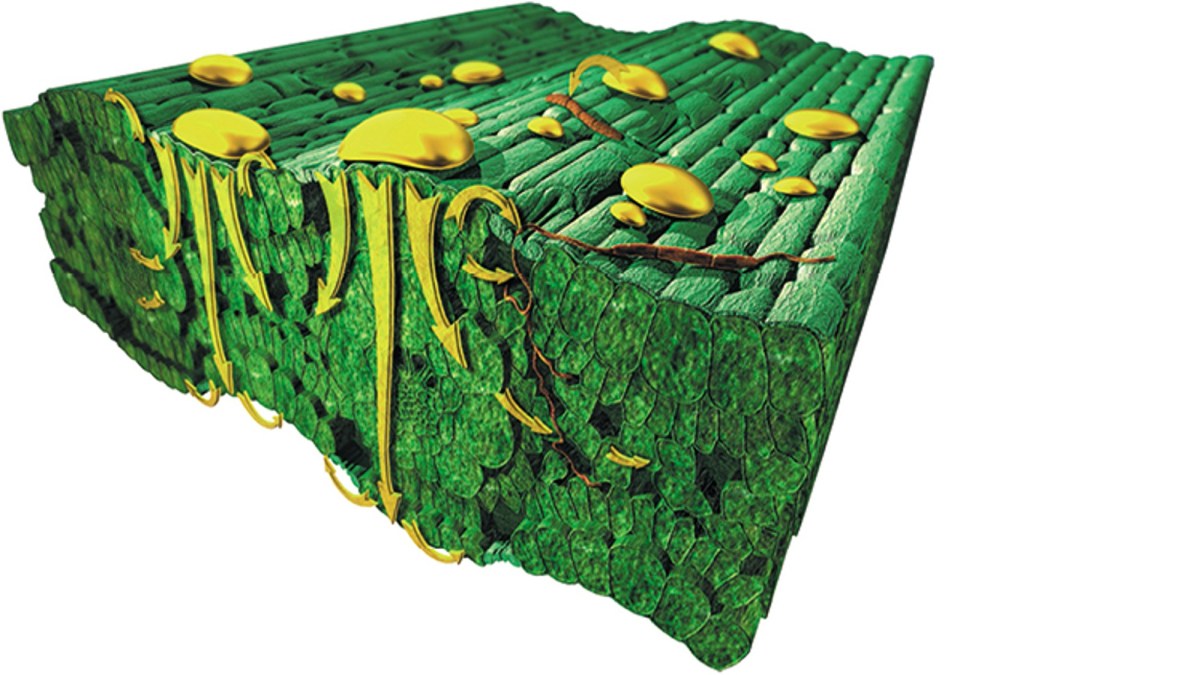 Priaxor - BASF Agricultural Solutions Sverige