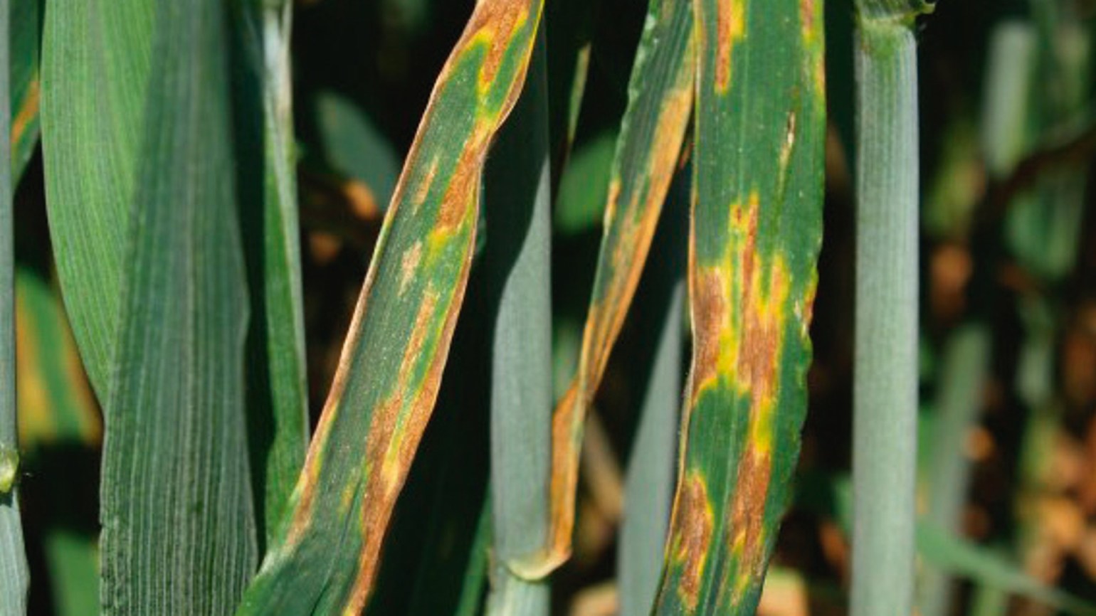 Revystar XL - BASF Agricultural Solutions Sverige