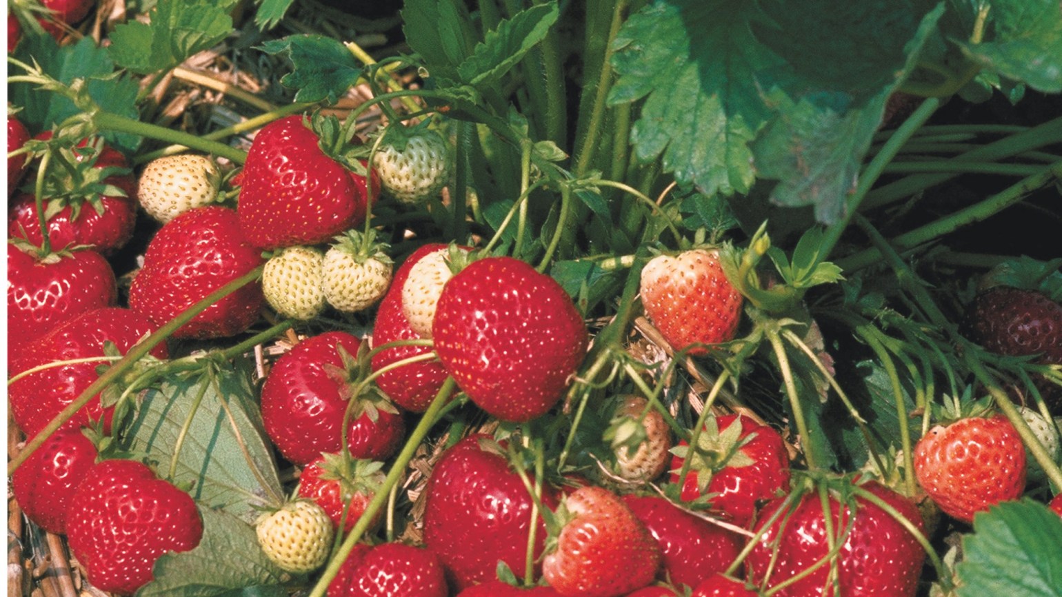 Signum - BASF Agricultural Solutions Sverige