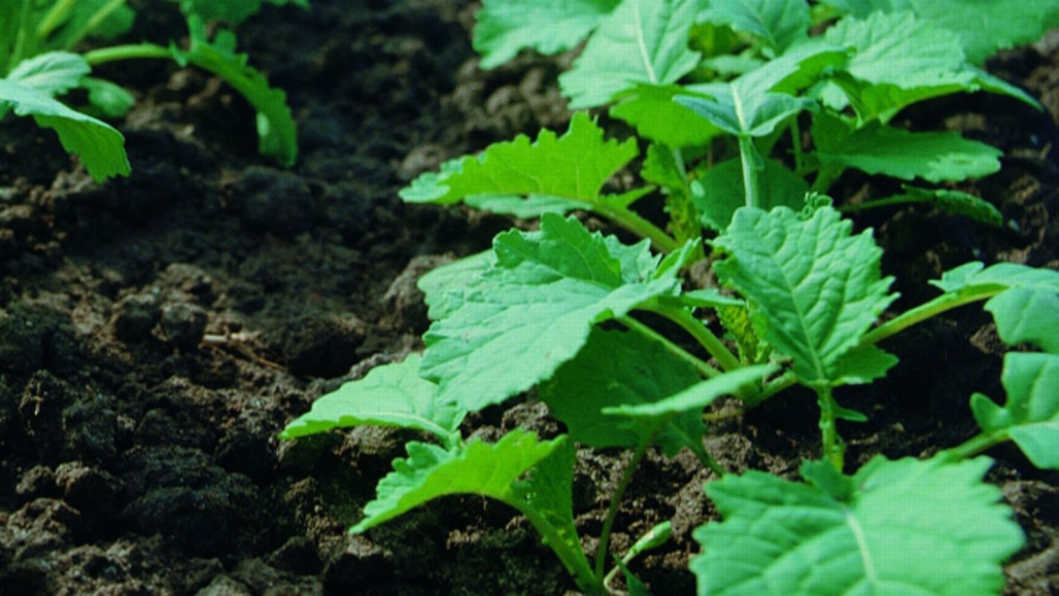 Raps - BASF Agricultural Solutions Sverige