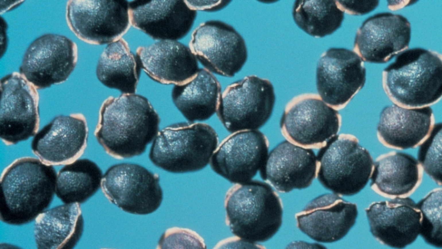 Åkerspergel - BASF Agricultural Solutions Sverige